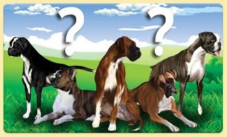 Support Dogzer : contact Dogzer et réponses à vos questions